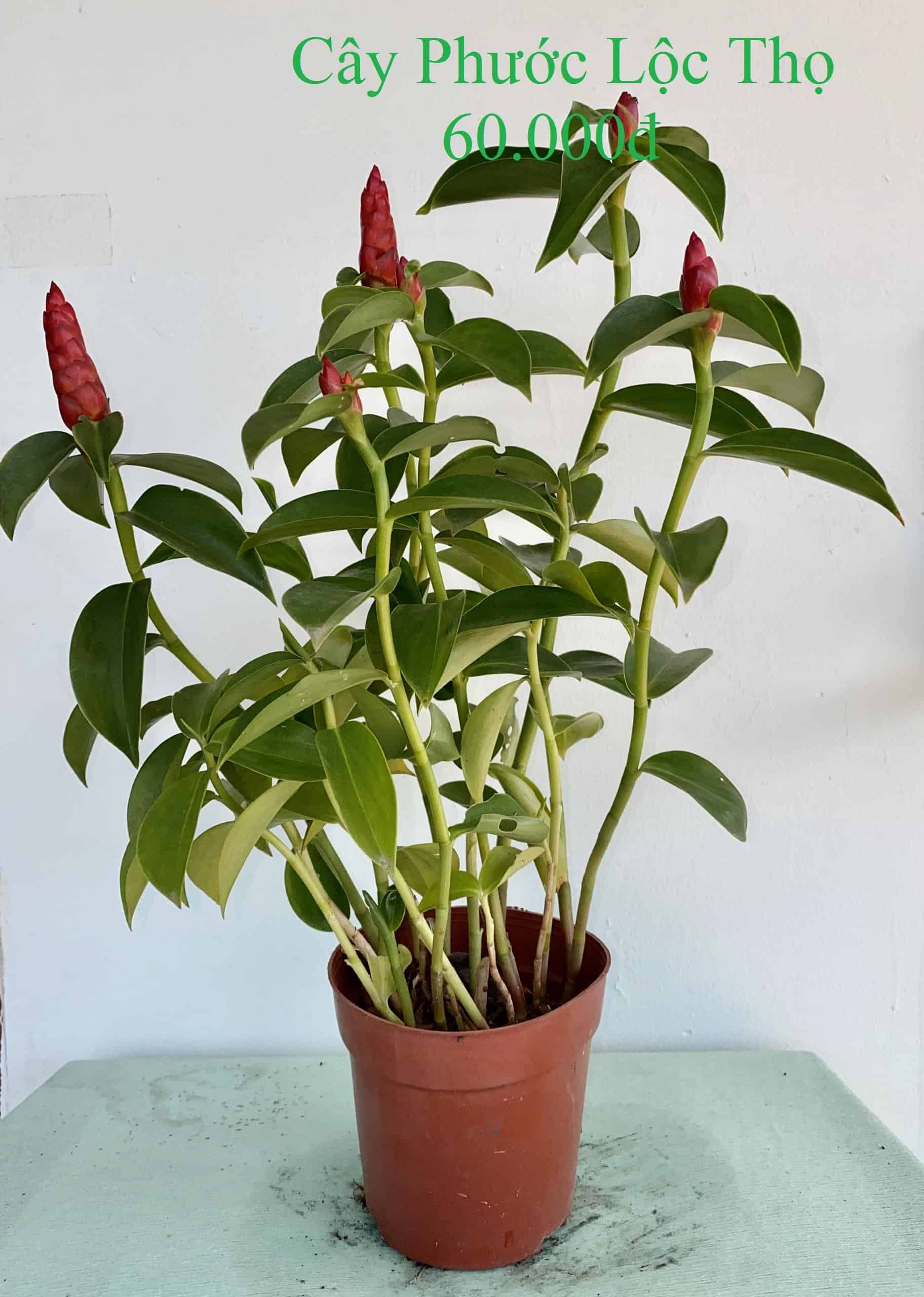 Phúc lộc thọ - Phước lộc thọ - Thảo Cầm Viên - Saigon Zoo & Botanical ...