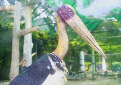 Già Đẫy, tự do đi lại trong khuôn viên Thảo Cầm Viên - Thảo Cầm Viên ...