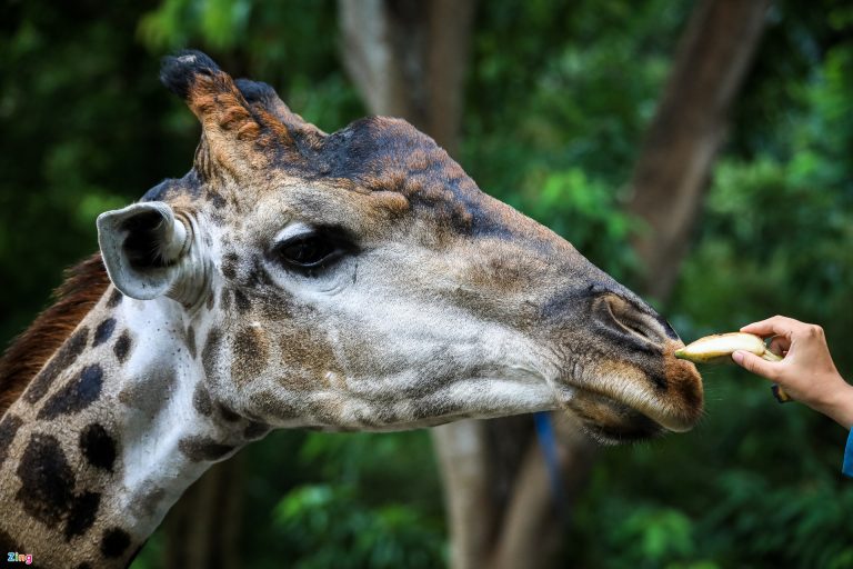 Trang chủ - Thảo Cầm Viên - Saigon Zoo & Botanical Gardens