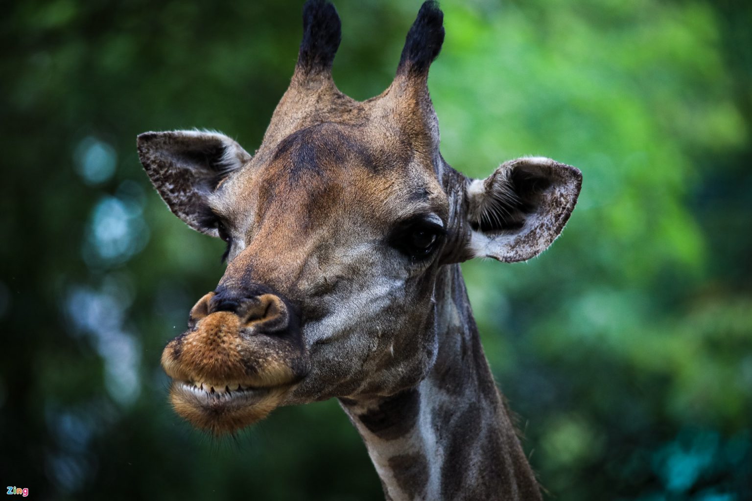 Thảo Cầm Viên - 2024 - Thảo Cầm Viên - Saigon Zoo & Botanical Gardens