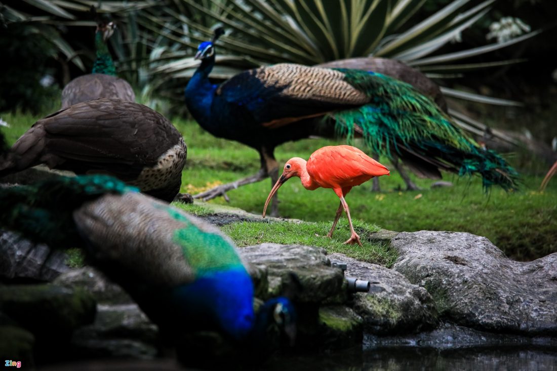 Thảo Cầm Viên - 2024 - Thảo Cầm Viên - Saigon Zoo & Botanical Gardens